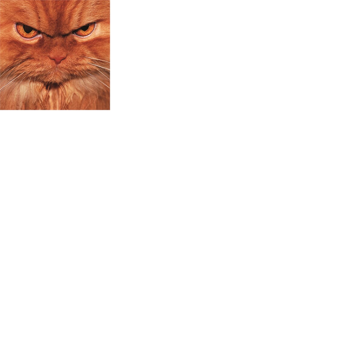 Kort 100x100, Mini Portfolio Danger Cat - Baltazar